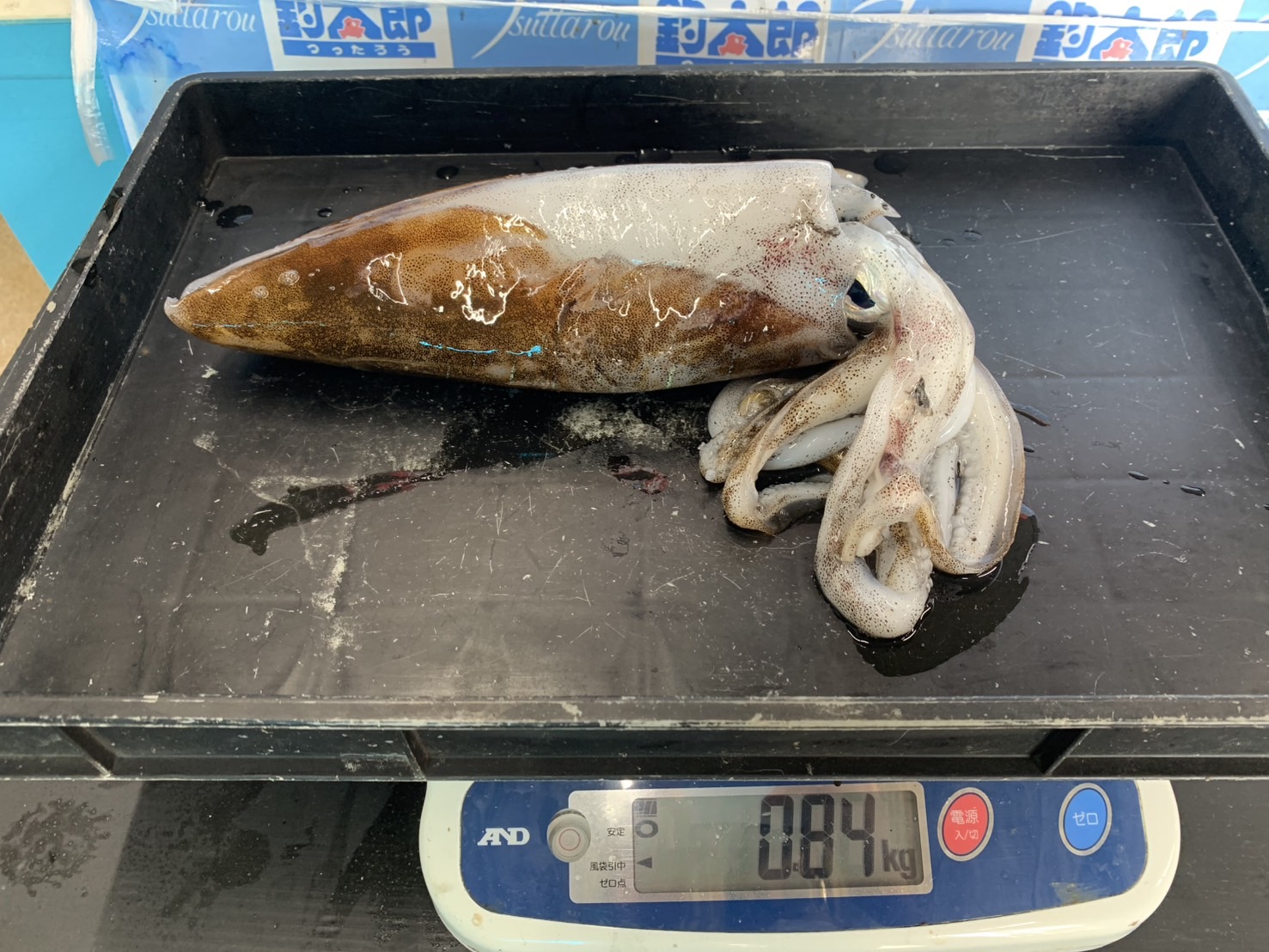 10/20 アオリイカの釣果最大840g、3杯計2160g！みなべ地磯、ヤエン釣りにて